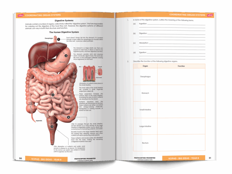 Year 8 | sciPAD Science Workbooks Australia | Secondary Science